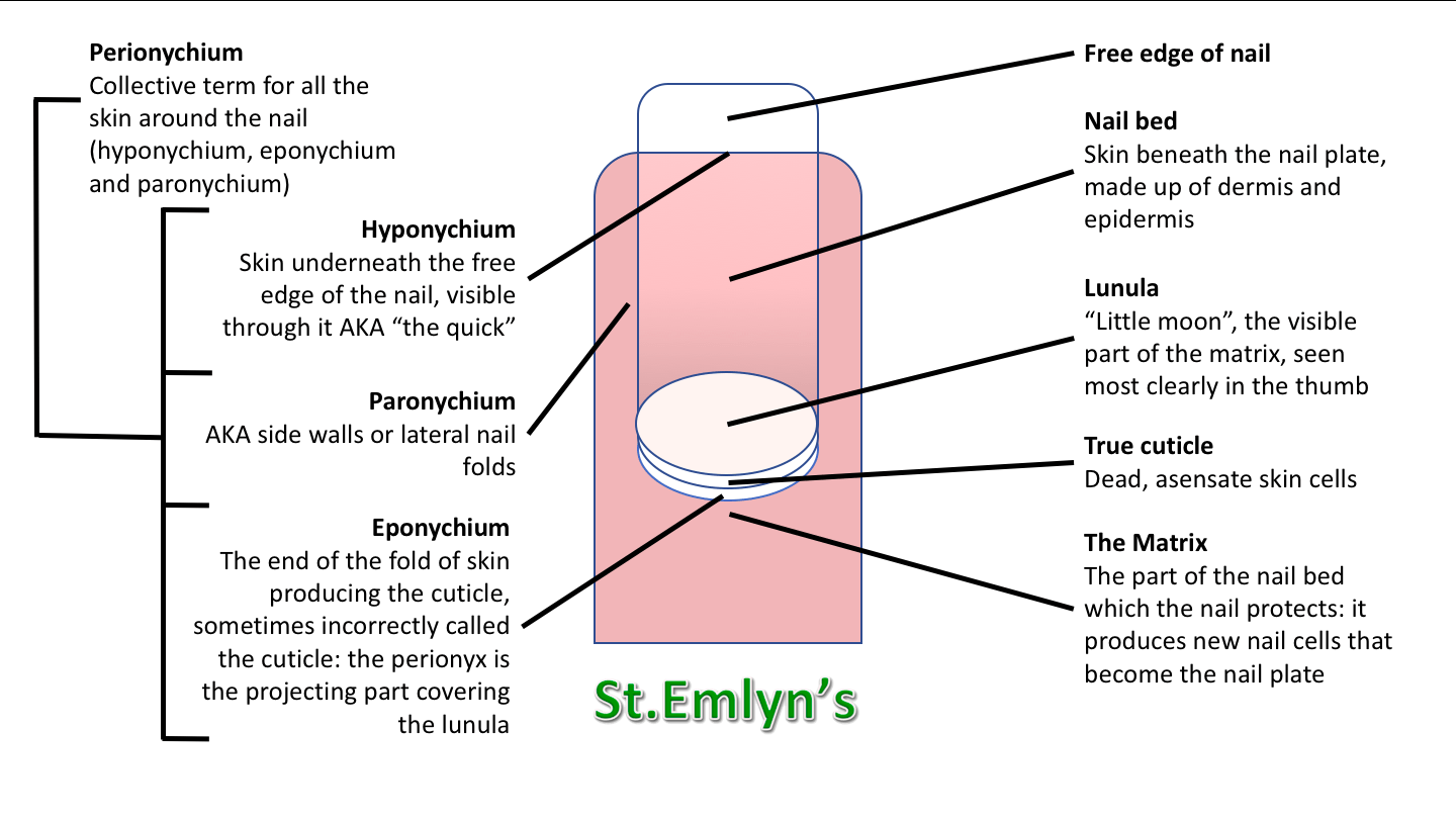 Pointing the Finger – Paronychia in the Emergency Department - St.Emlyn's