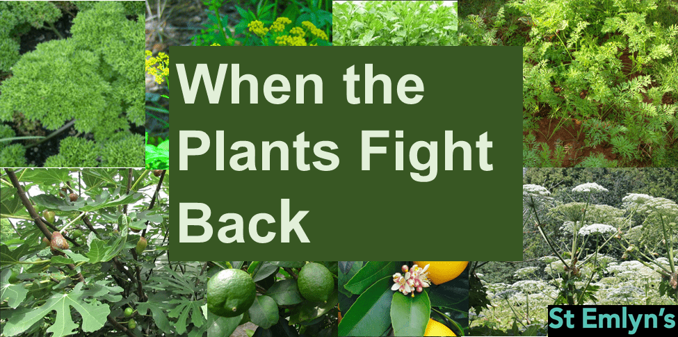 Phytophotodermatitis